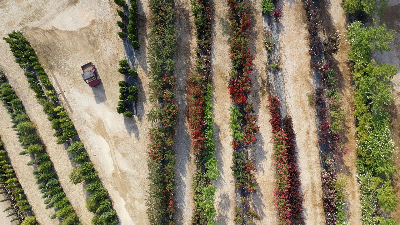 Tree Place Nursery - 9 Acres of Trees - YouTube