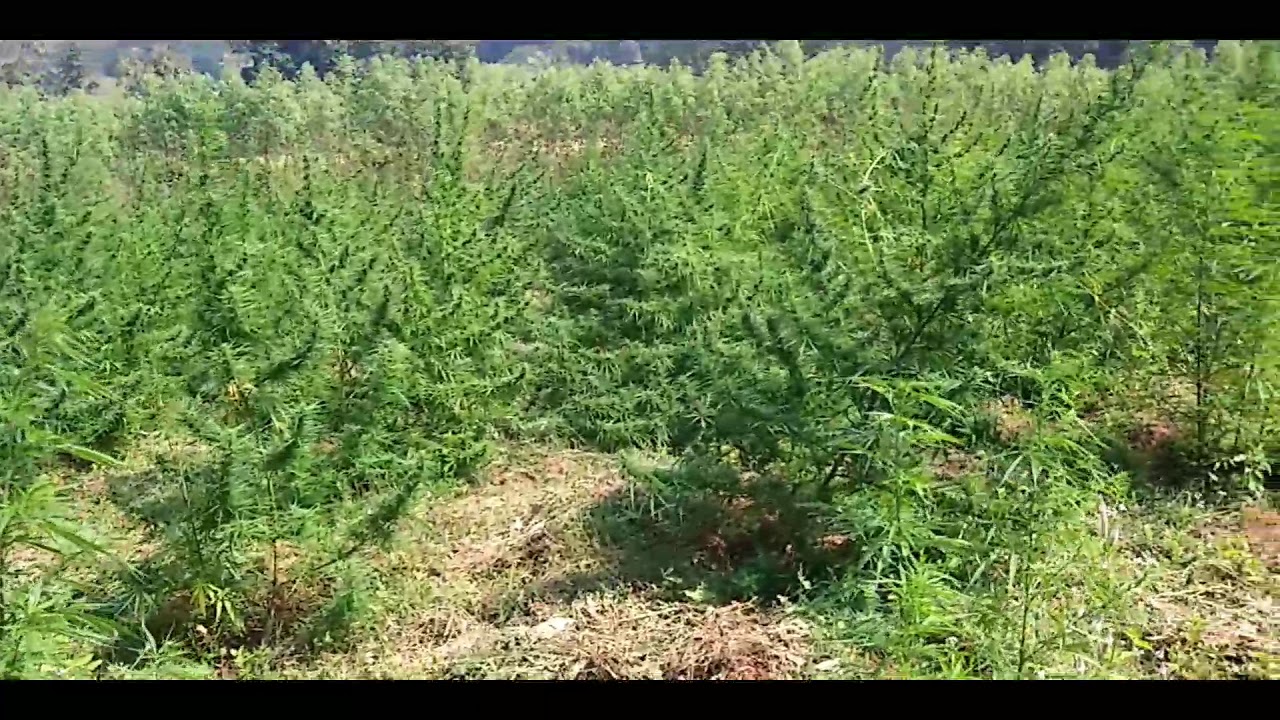 #GANZA#GANJA #CANNABIS TREE CUTTING MY VILLAGE AREA - YouTube