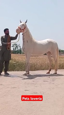 Breeder Paul Huskey Horse #pets_loveria - YouTube