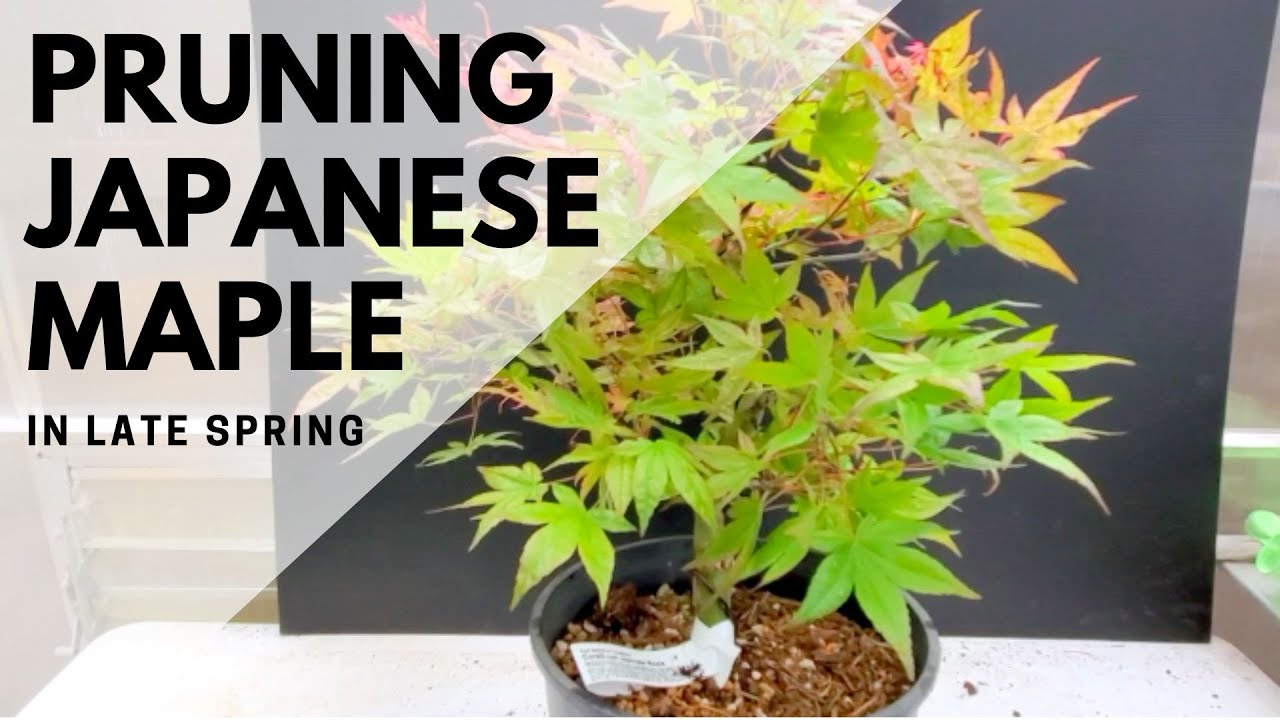 Pruning Japanese Maple in Late Spring (Development Phase) - YouTube