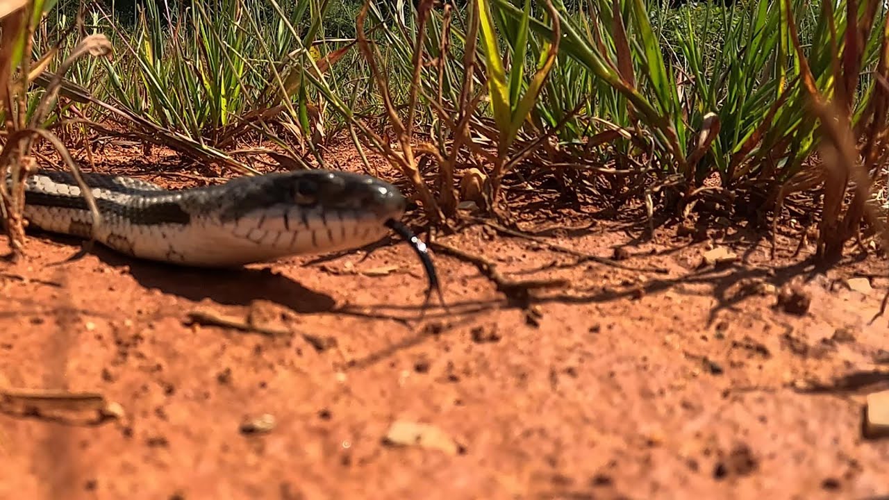 Beautiful chicken snake up close - YouTube