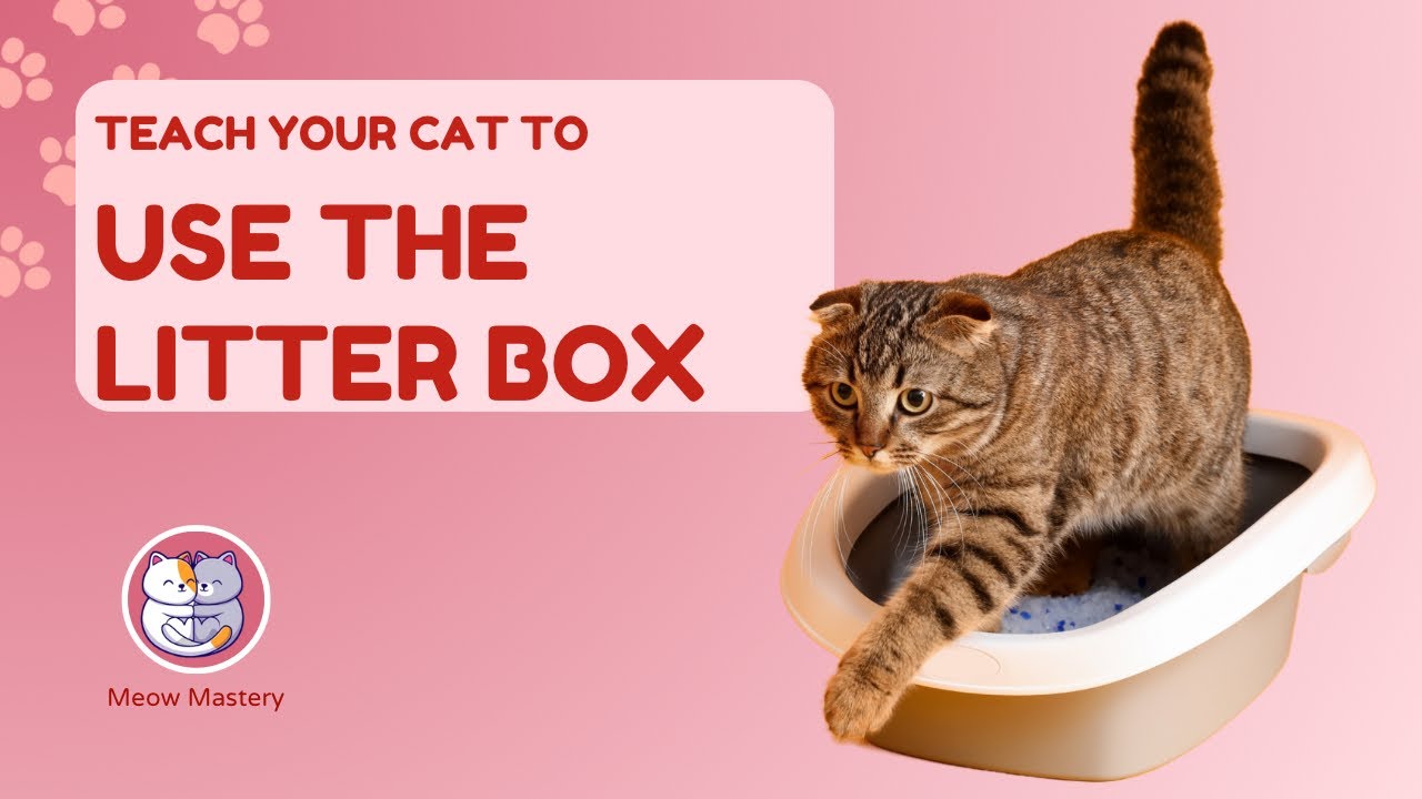Potty Training 101: Teach Your Cat to Use the Litter Box! - YouTube