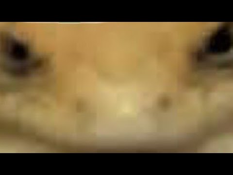 cyan cheese remodel showcase (i forgot gun attack) - YouTube