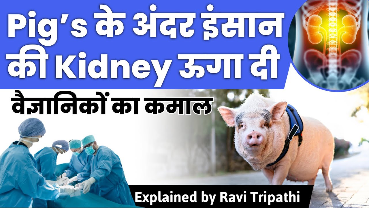 Scientists take ‘pioneering steps’ toward growing human kidneys in pigs ...