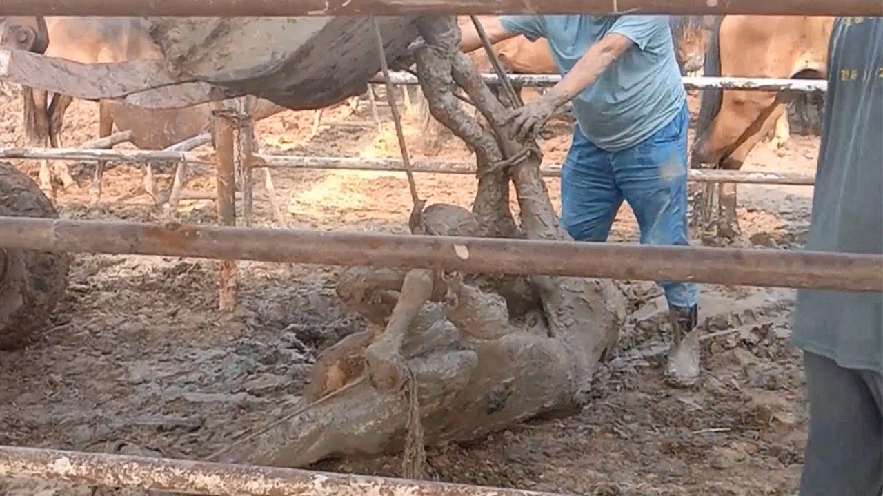 This donkey fell into the mud pit. Its owner finds a way to help it ...
