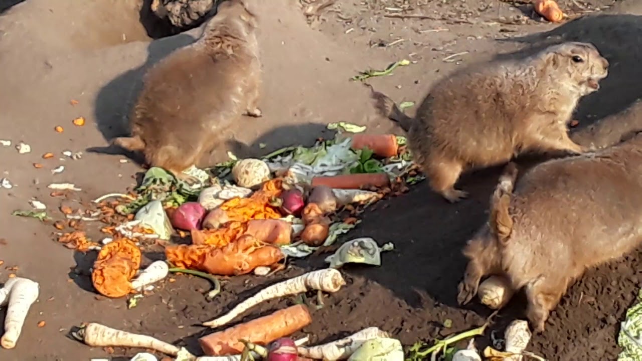 Zoo video 5. - YouTube