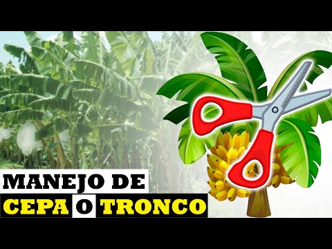Manejo correcto de la cepa del PLATANO - Tu Profe TV