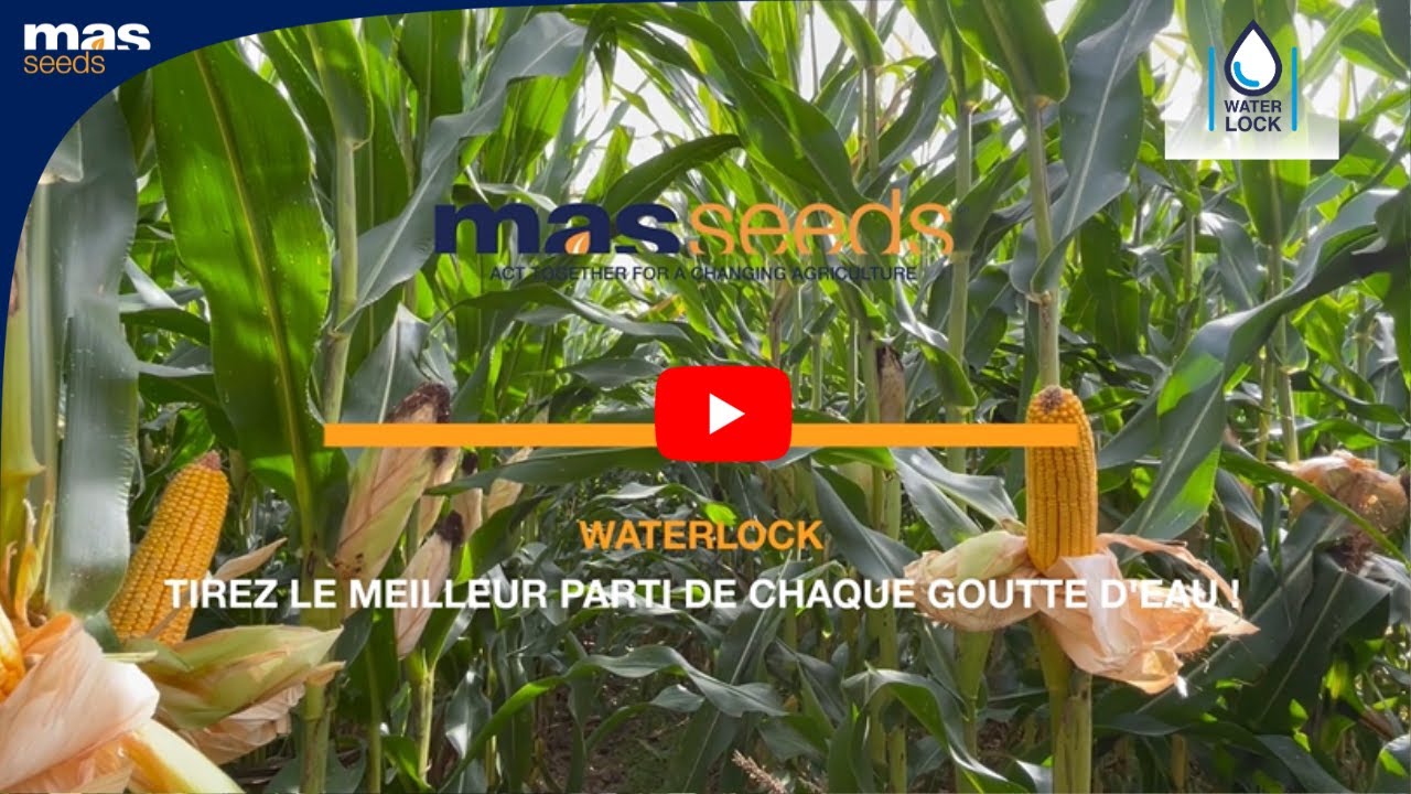 Maïs WATERLOCK | MAS Seeds - YouTube