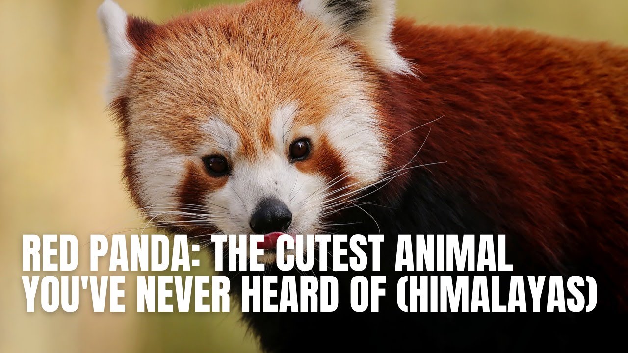Red Panda The Cutest Animal You've Never Heard Of Himalayas - YouTube