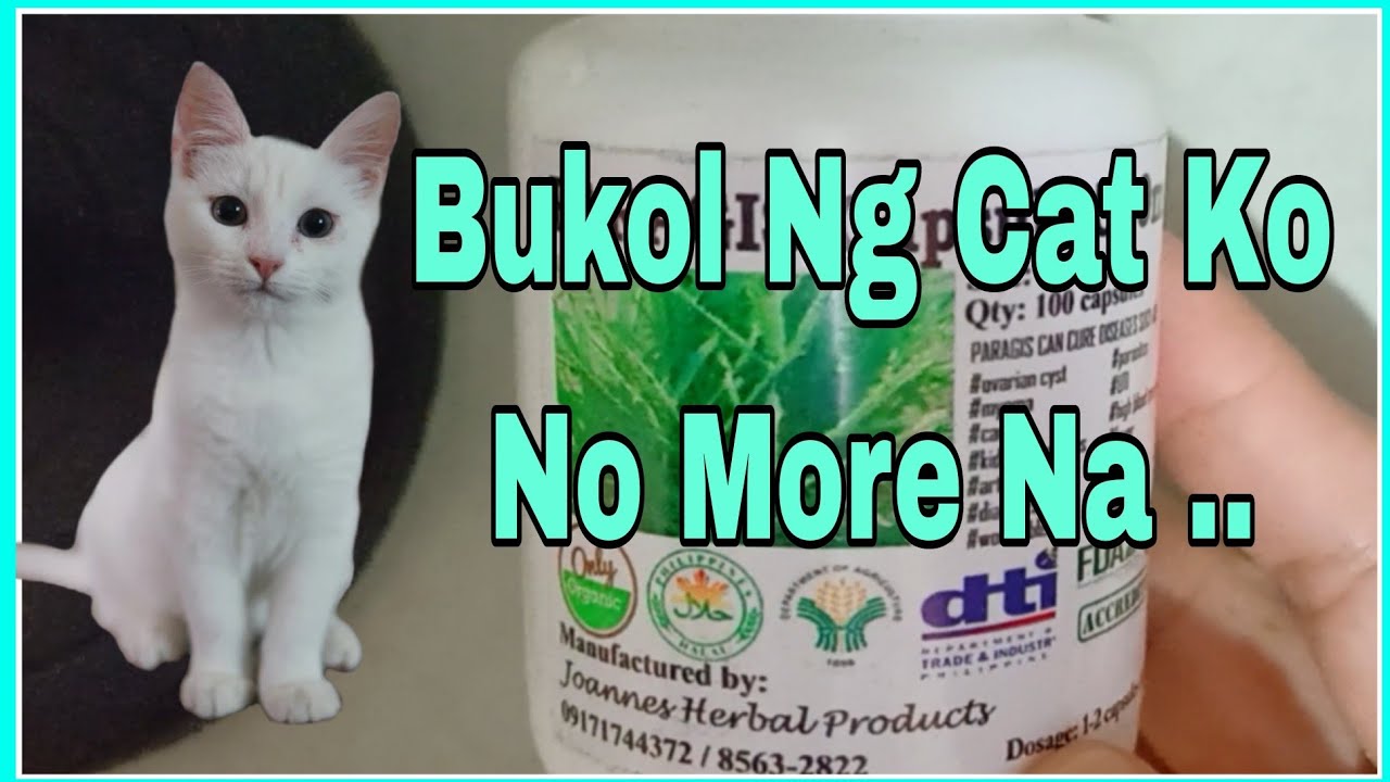 GAMOT SA BUKOL NG PUSA AT ASO SUBUKAN MO ITO.. - YouTube