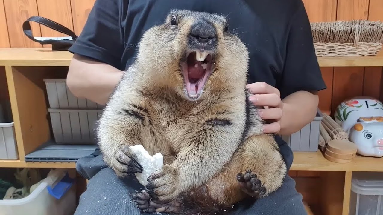 marmot handle rice cake stick to jaw - YouTube