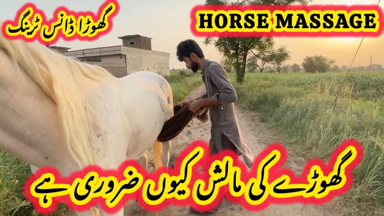 Horse Dance training | Ghory ki malish kyun zrori hai | Tazidari law ...