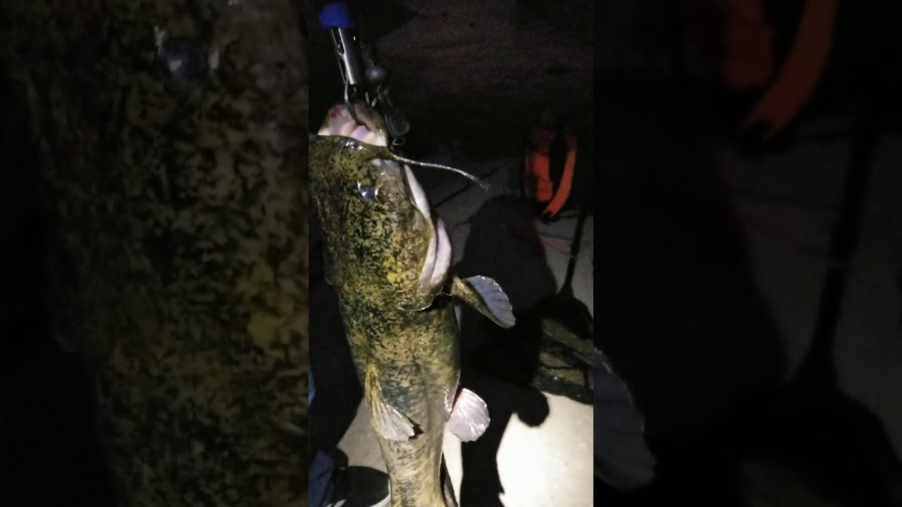 Zanders first Flathead catfish Trinity River - YouTube