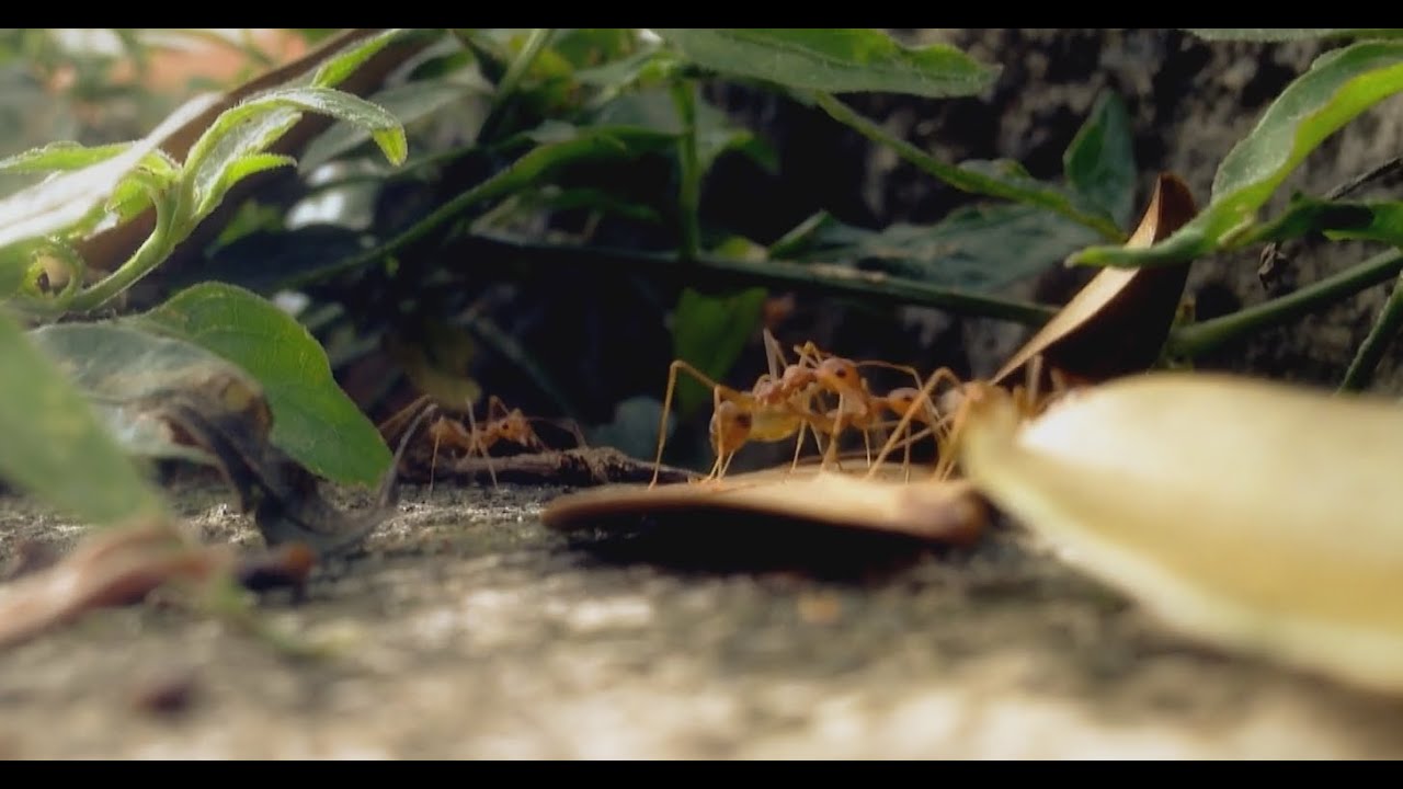 iPhone 5 video test - Ants close-up - YouTube