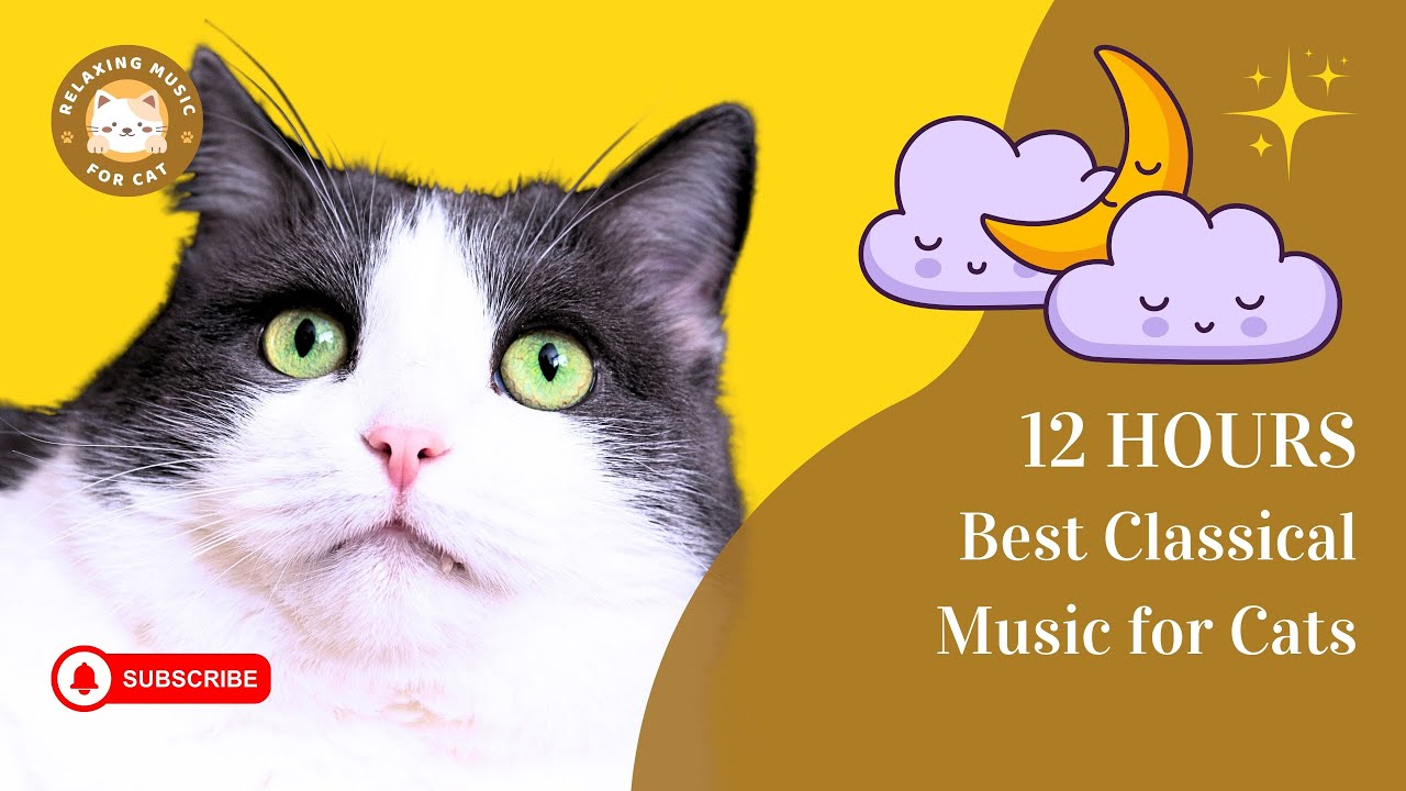 Best Classical Music For Cats 12 Hours Relaxing Music For Cat YouTube best-classical-music-for-cats-12-hours-relaxing-music-for-cat-youtube
