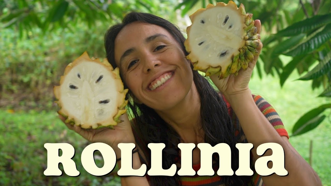 Rollinia | Answering All of Your Most Pressing Questions - YouTube
