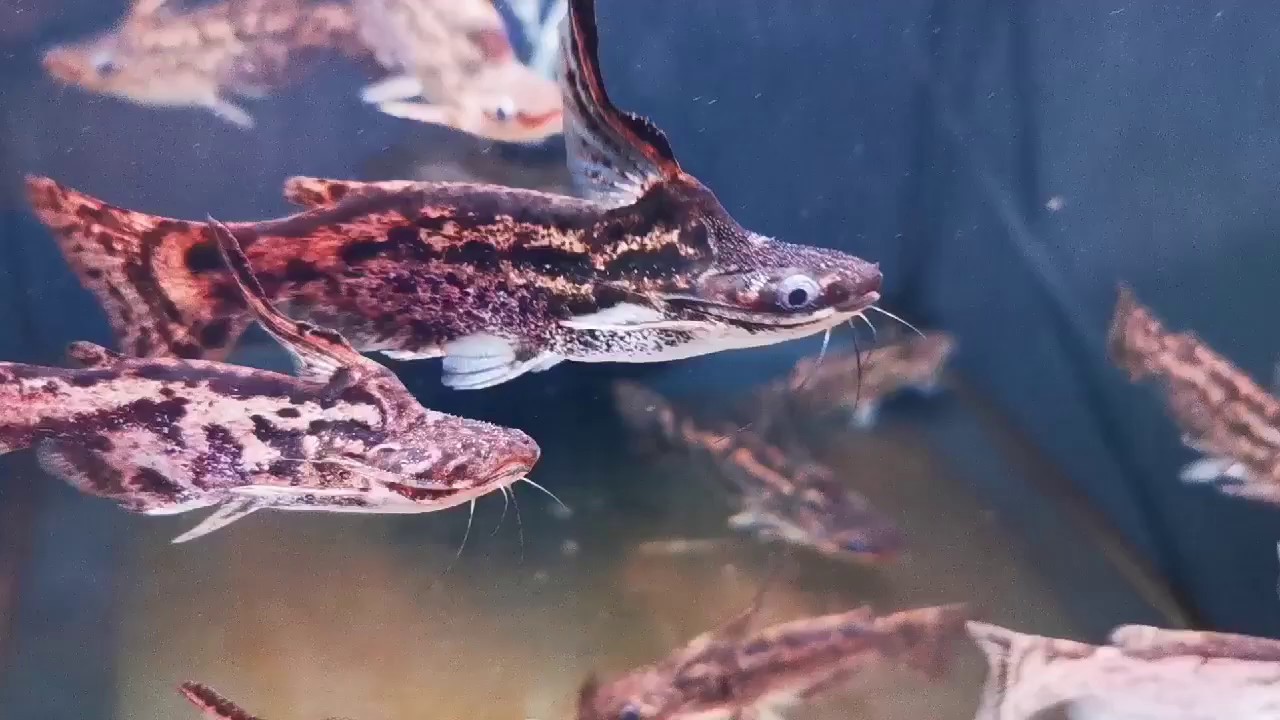 Colombian Wood Catfish Trachelyopterus fisheri - YouTube