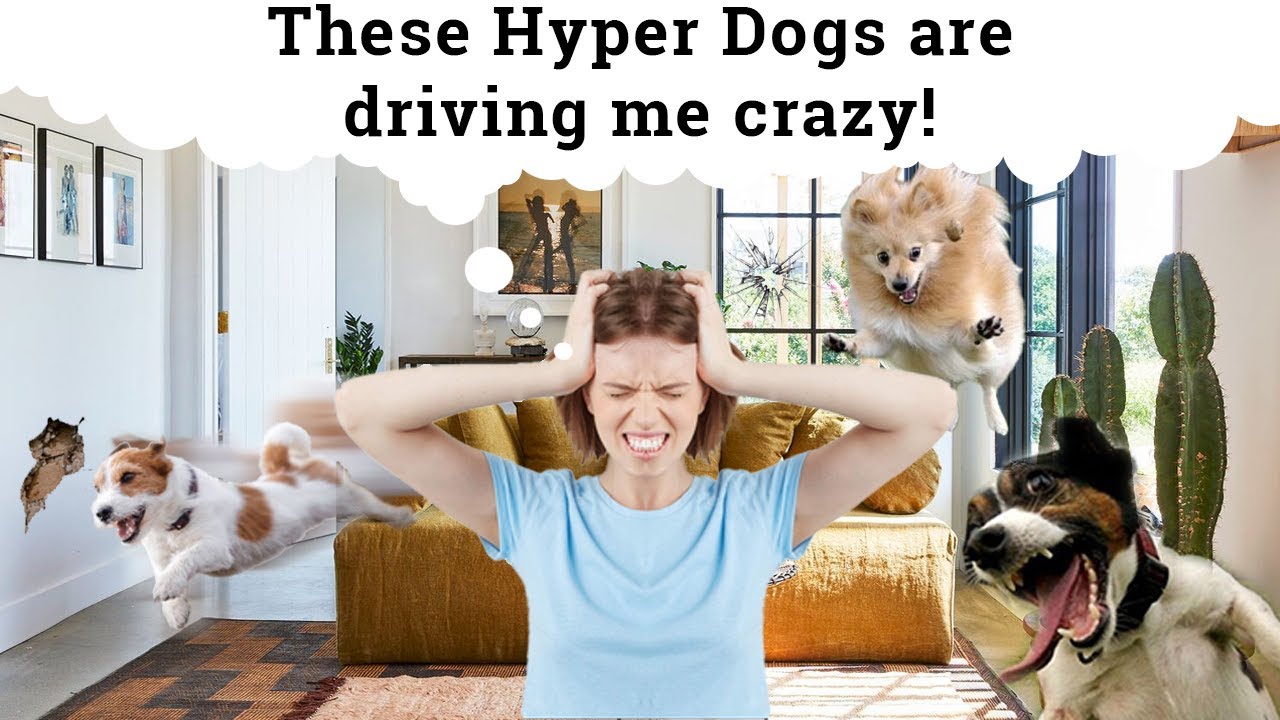 Calm A Hyper/Excited Dog | How To Lower High Energy In 5 Steps - YouTube