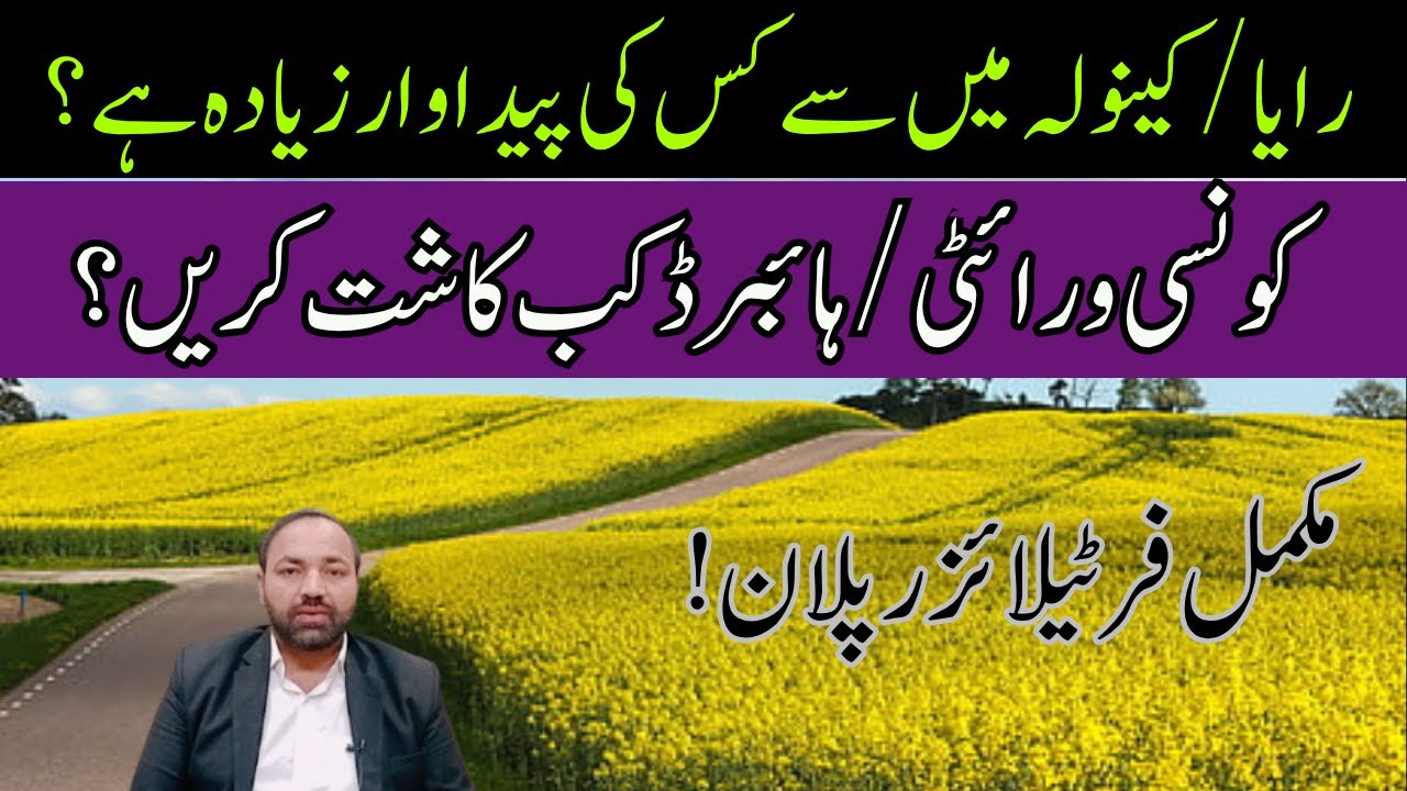 High Yielding Mustard & Canola Varieties | Best Fertilizer Plan | Cyber ...