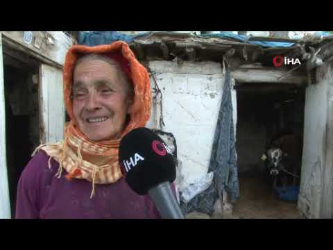 Türkiye'nin yakından tanıdığı Sabiha Teyze inekleri ile mutlu bir bayram geçiriyor