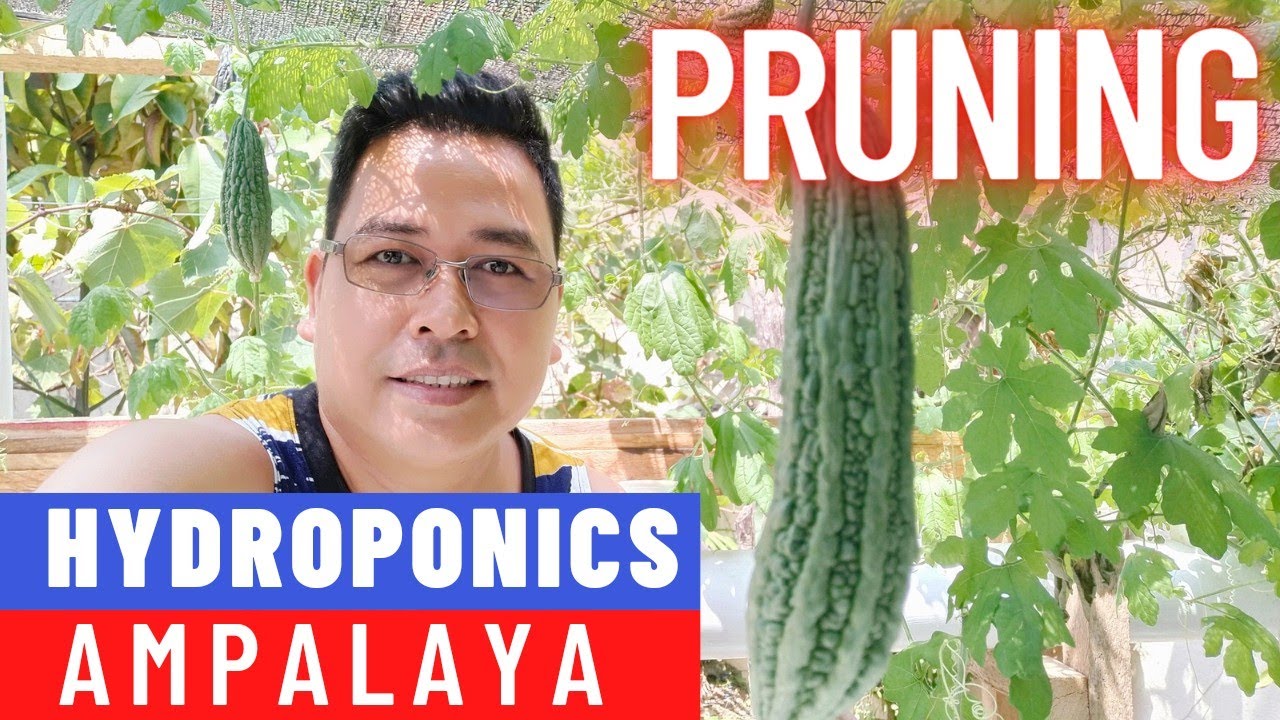 Hydroponics Ampalaya PRUNING || @AbundanTgaRden_2050 - YouTube