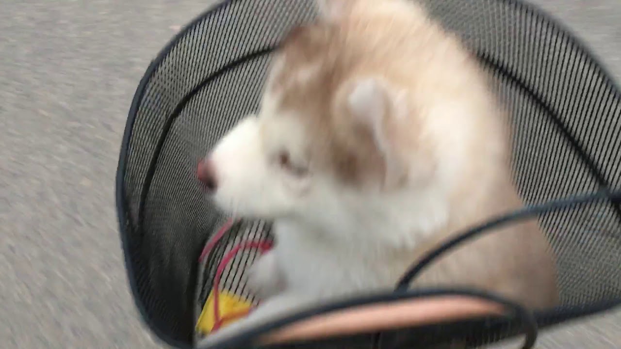 Phong Trào ' Cô là ai , cháu không biết , cô đi ra điii ' Husky Bon ...