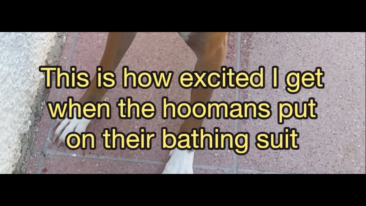 Bobby the boxer gets so excited when its pool time! - YouTube