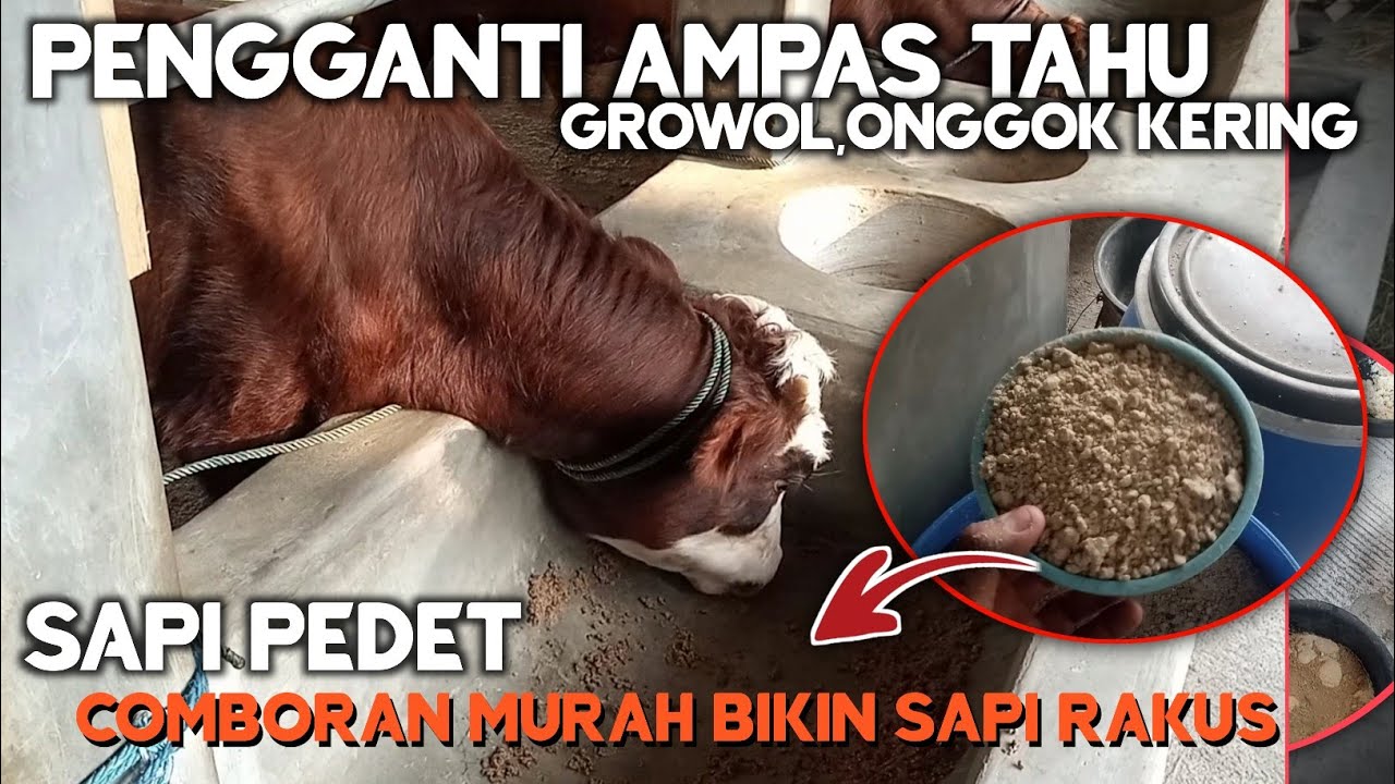 🔵 Ini Dia Comboran Sapi Murah Bikin Sapi Cepat gemuk - YouTube