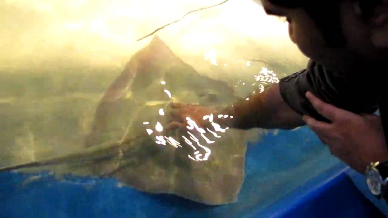 Touching the Stingray fish - Steve Irwin's favorite !! HQ - YouTube