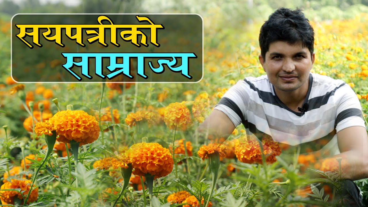 व्यावसायिक सयपत्री खेति || Marigold Farming in Nepal || Sayapatri Kheti ...