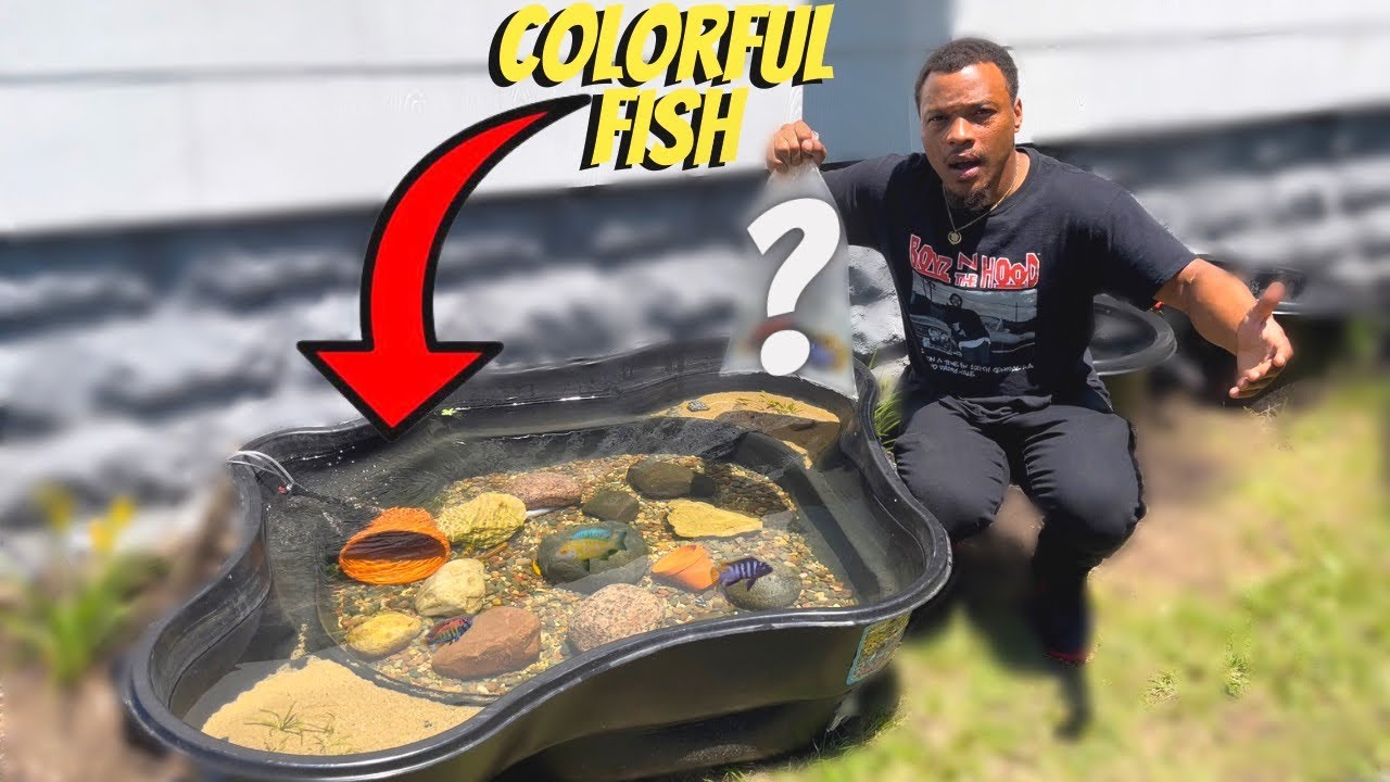 STOCKING my *NEW* Mini POND with Colorful Fish!!! - YouTube