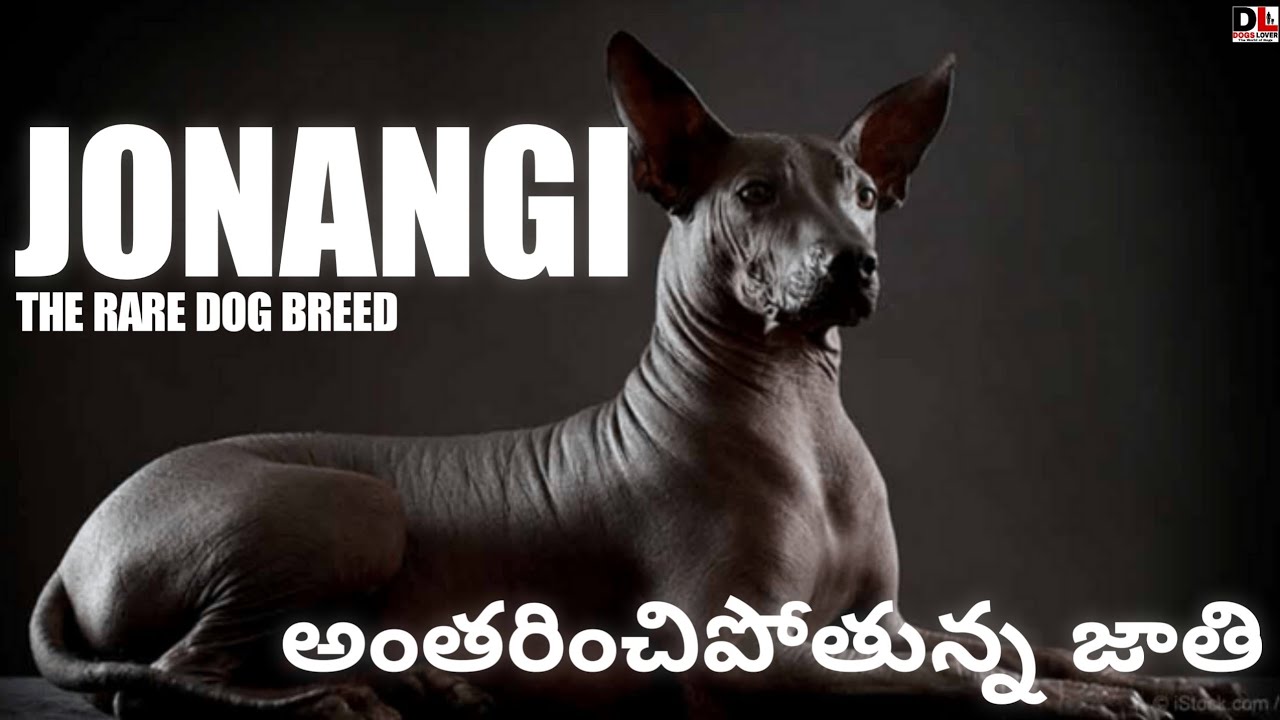 Jonangi the dog breed which is going to extinct |అంతరించిపోతున్న జాతి ...