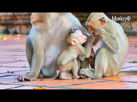 Very sweet style, Baby PEDRO and ALIVIA monkey. - YouTube
