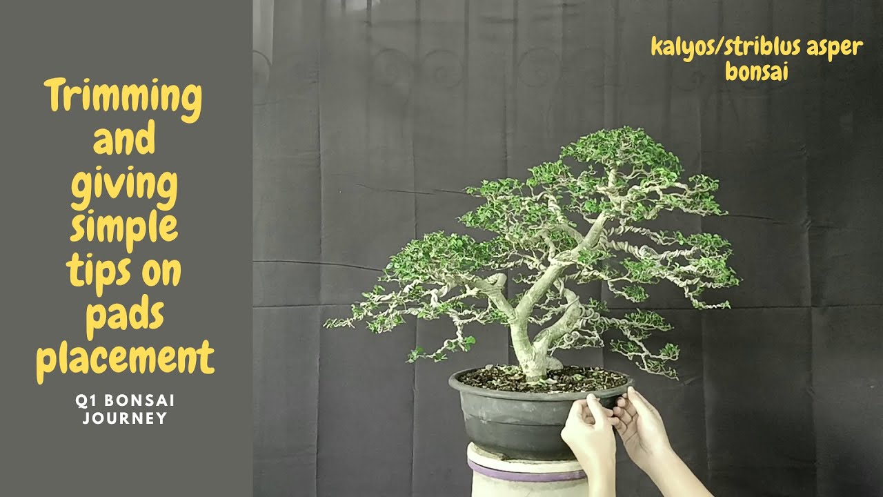 Make Streblus Asper Bonsai effortlessly using these tips! - YouTube