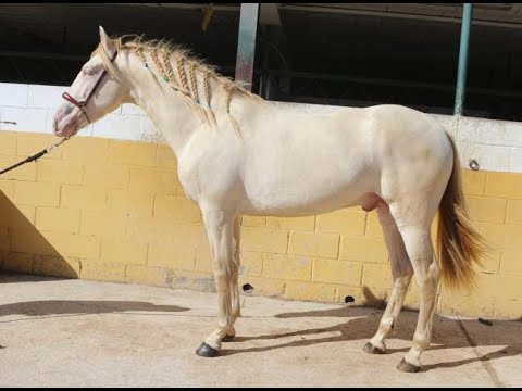 Beautiful approved PRE Perlino stallion - YouTube