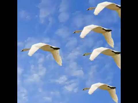 Şükufə xanım Naxçıvanlı.