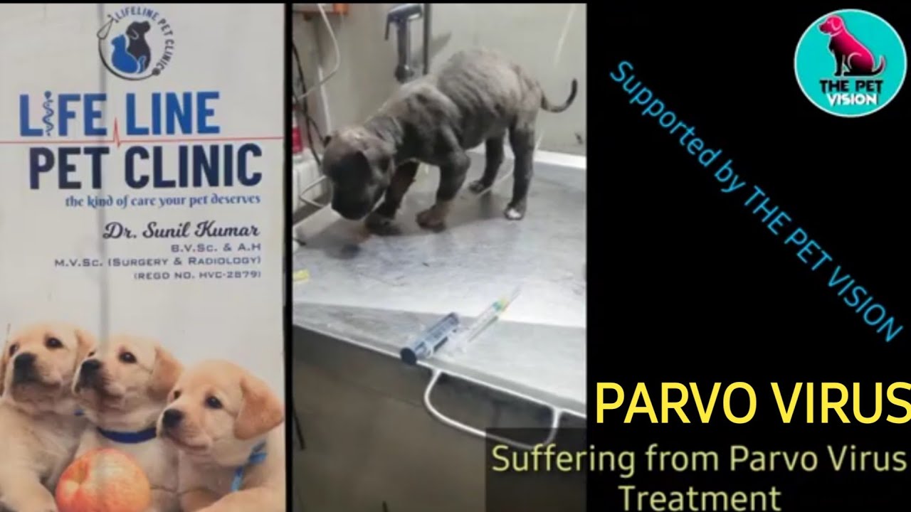 parvo virus dog || suffering from parvo || treatment in life line pet ...
