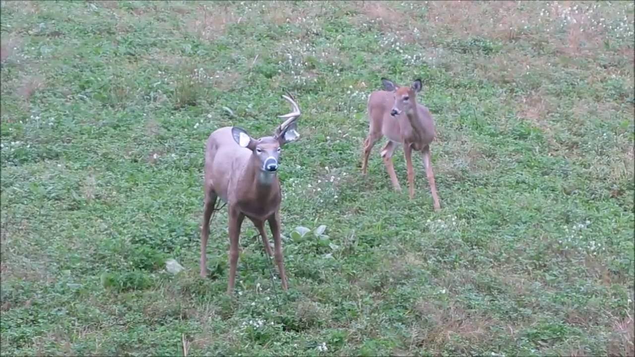 Early season deer decoying 2016 - YouTube