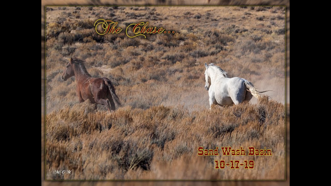 The Chase, stallion adventures in Sand Wash Basin - YouTube