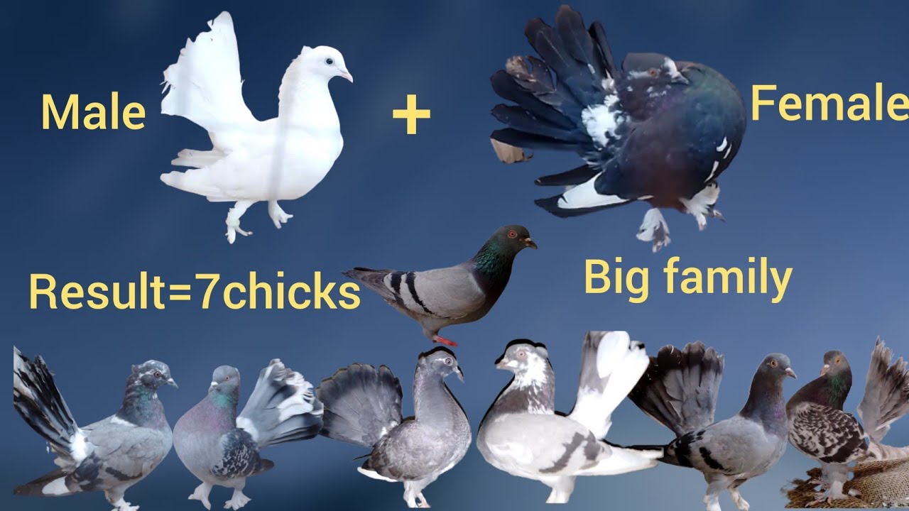 pigeon cross breeding #birds #pigeon - YouTube
