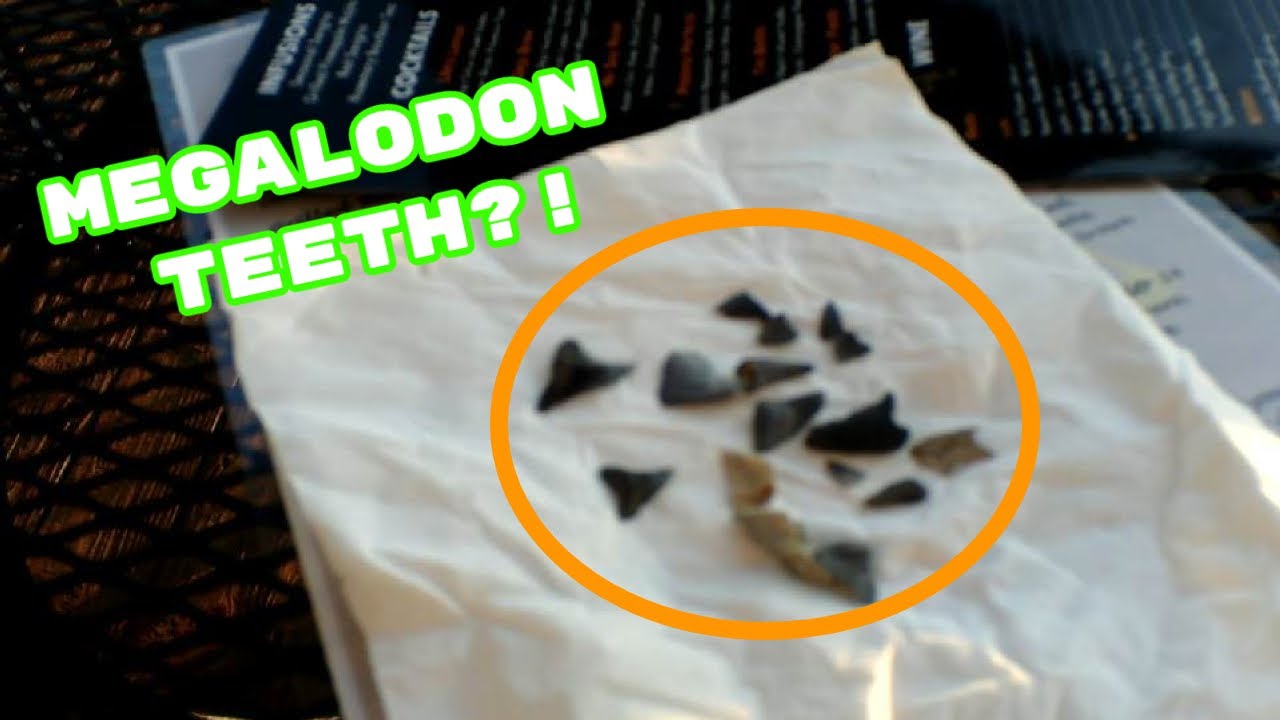 WE FOUND MEGALODON TEETH?! Calvert Cliffs Exploring - YouTube