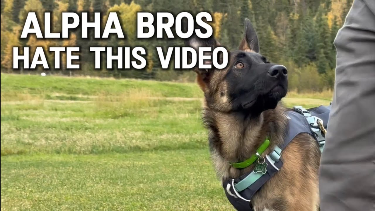 Alpha Bros Hate This Video: This is Why They’re Mad - YouTube