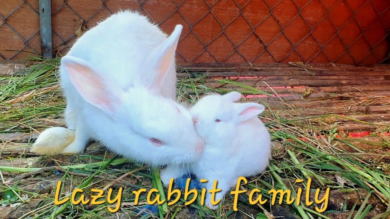 Lazy rabbit family / lazy rabbit 17days old #cute #rabbit - YouTube