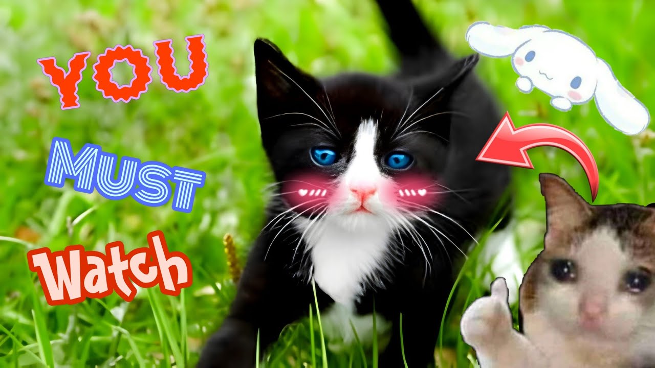 Cat Compilation You Will Regret If You Skip #cat @Perfectkitty2 - YouTube
