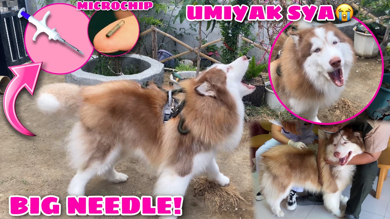 Implanting Hercules’ Microchip! | ANG LAKI NG NEEDLE! | Kawawa sya ...