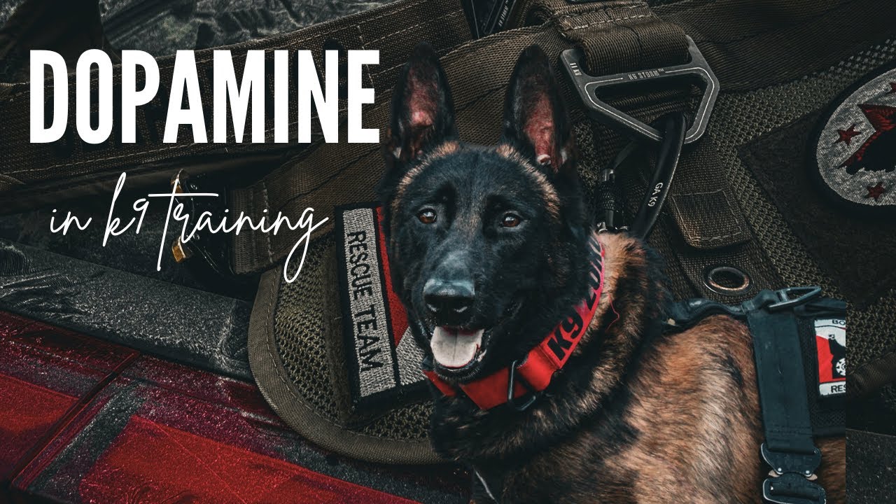 Dopamine | POV K9 Track - YouTube