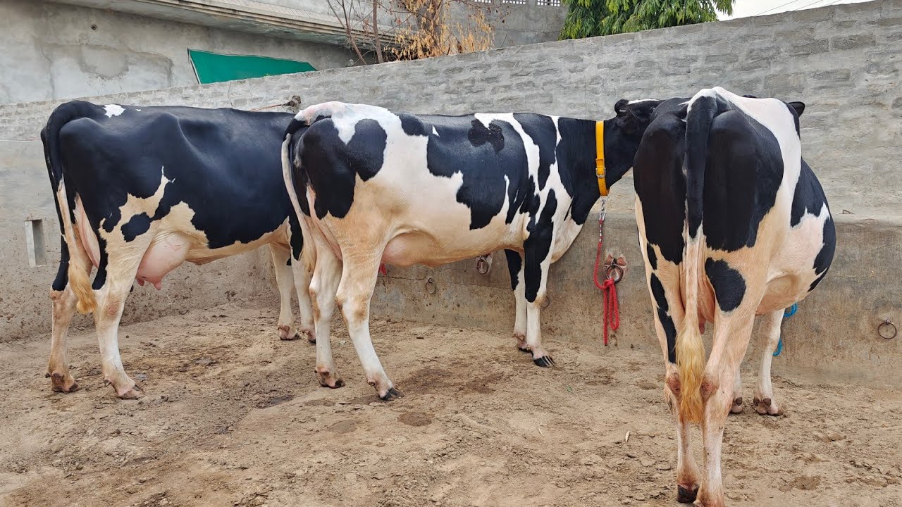 6 ਗਾਵਾਂ ਵਿਕਾਊ, 6 Cows for Sale - YouTube