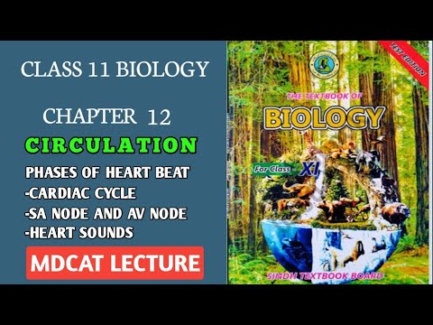 PHASES OF HEART BEAT || CARDIAC CYCLE || CONDUCTING SYSTEM OF HEART ...