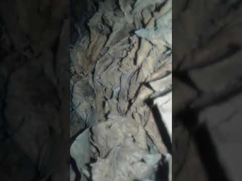 Eliyevler çaqqal axdarışında