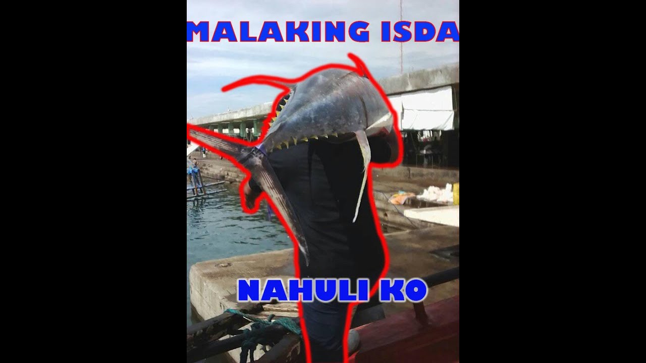 BLUE MARLIN ( MARANG FISH ) IN THE PHILIPPINES | FISH CAUGHT tv - YouTube